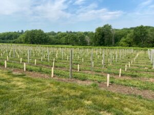 We are Busy Shoot Positioning and Tying Up Vines | Tassel Ridge Winery ...